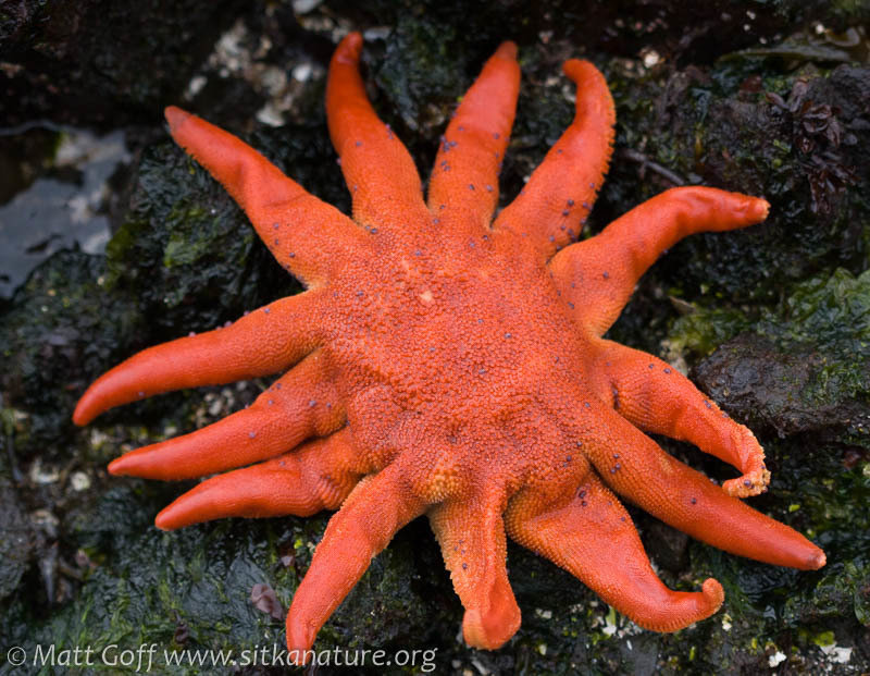 Solaster pacificus from Sitka, AK, USA on April 11, 2009 at 08:39 AM by M. Goff · iNaturalist