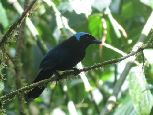 Chara gorro azul (Aves de Navarro de Muñeco) · iNaturalist
