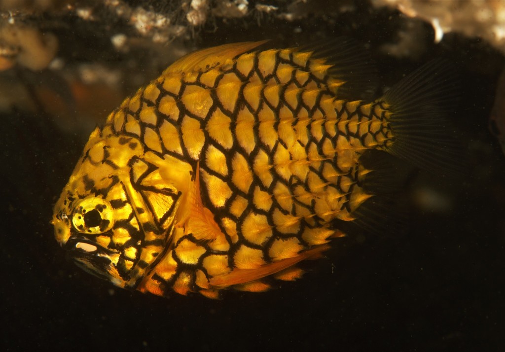 Pinecone Fishes (Monocentridae) - Marine Life Identification