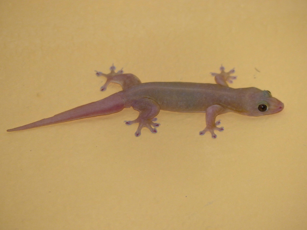 Common House Gecko (Reptiles of Costa Rica's Southern Caribbean ...