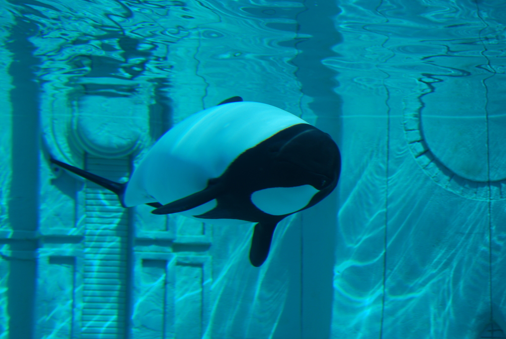 Commerson's Dolphin (Cephalorhynchus commersonii) - Marine Life ...