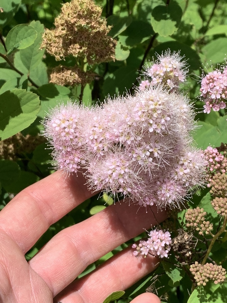 Pyramidal Spirea (Spiraea × pyramidata) - Botanical Realm