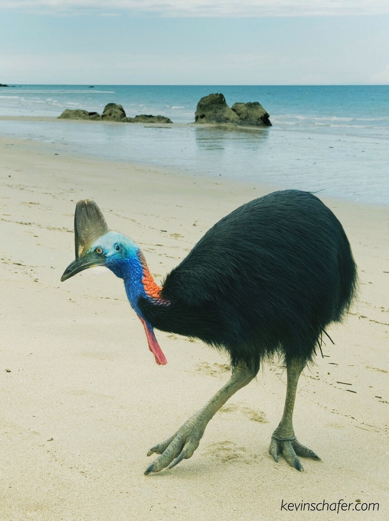 Cassowaries and Emu (Casuariiformes) - Avian Discovery