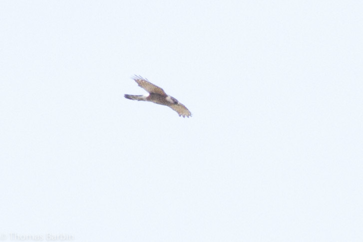 Peregrine Falcon in May 2021 by Thomas Barbin · iNaturalist