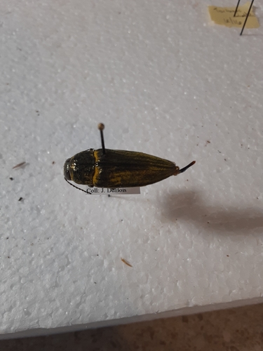 Subspecies Gyascutus planicosta obliteratus · iNaturalist
