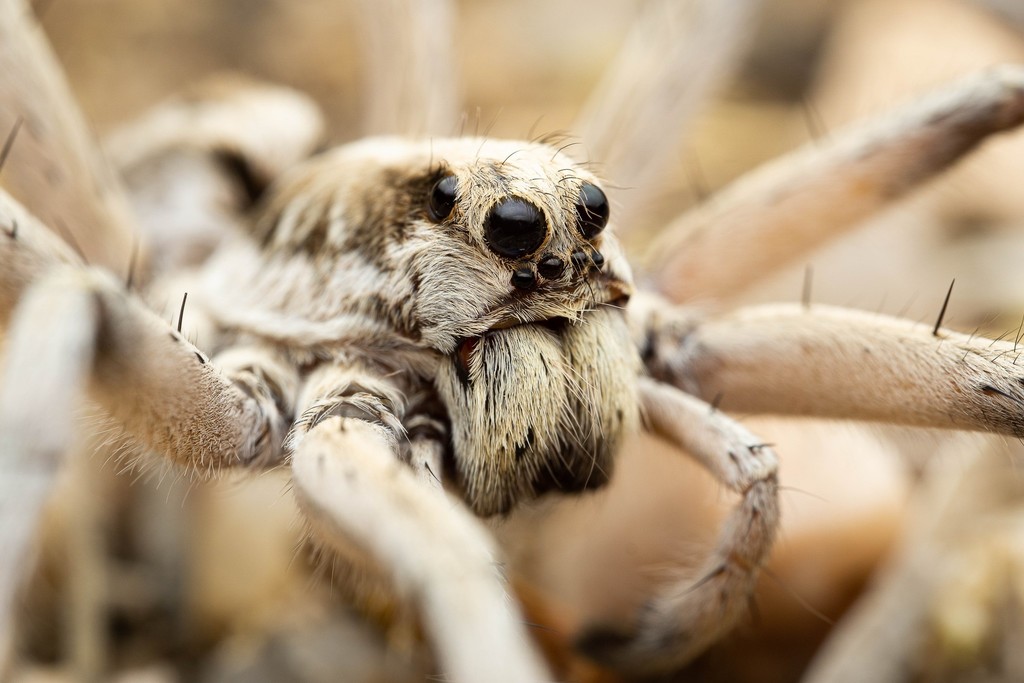 Burrow-living Wolf Spiders from Pinnacle Peak, Scottsdale, AZ, USA on ...