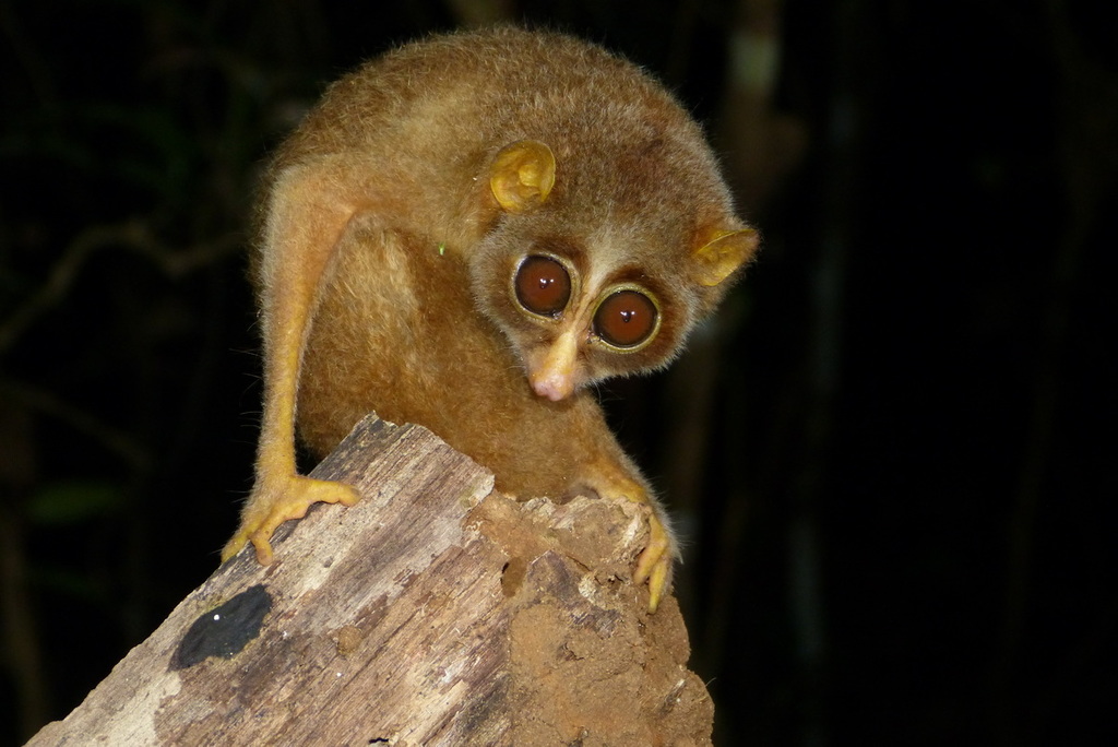 Slender Lorises (Loris) - Know Your Mammals