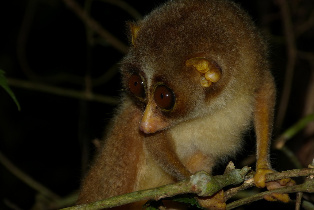 Slender Lorises (Loris) - Know Your Mammals