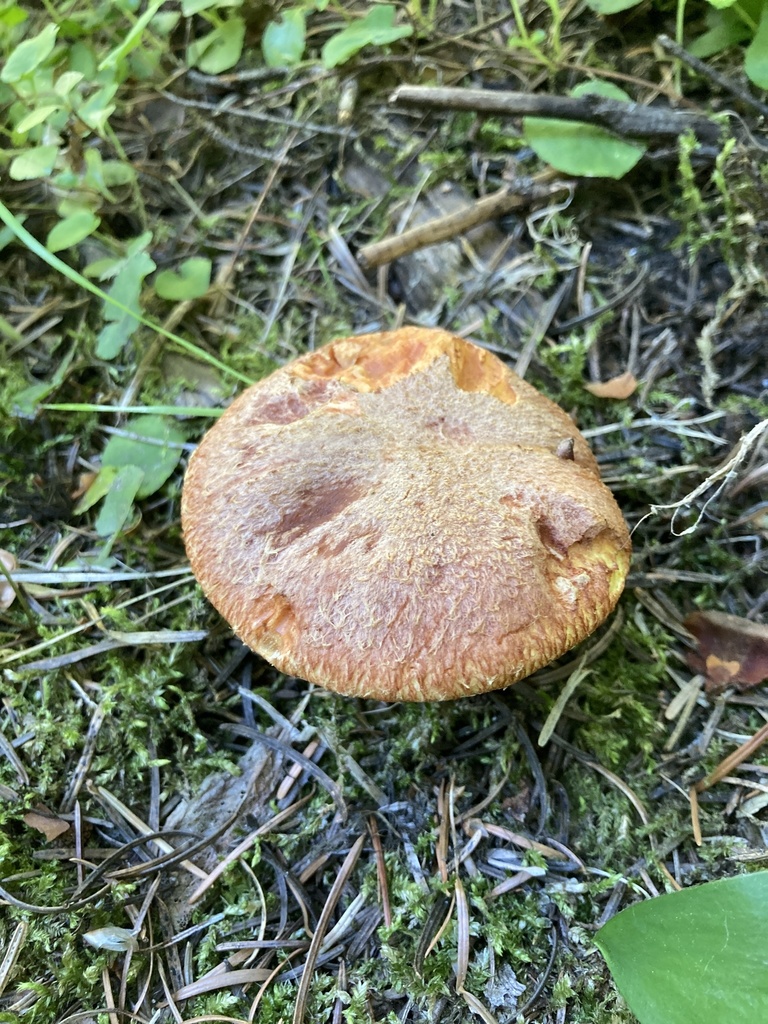 Slippery Jacks from Payette National Forest, New Meadows, ID, US on ...