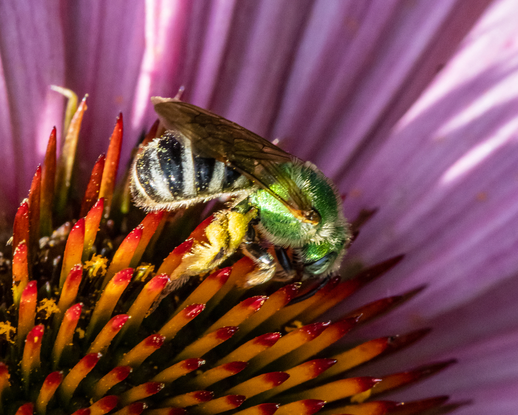 Bicolored Striped Sweat Bee from Herndon, PA, USA on June 18, 2021 at ...