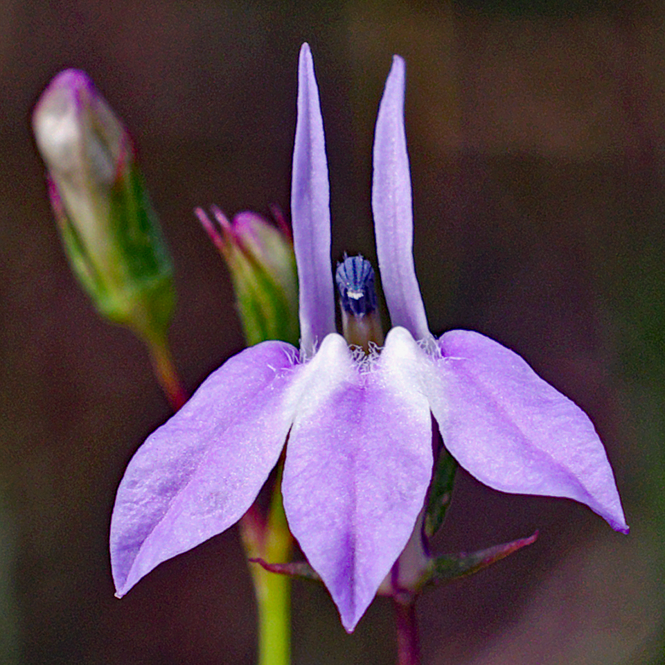 Lobelias (Campanulaceae (Harebell) of the Pacific Northwest) · iNaturalist