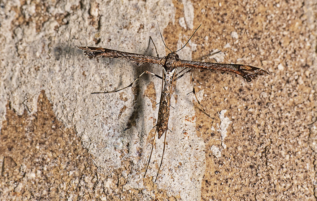 Sage Plume Moth from Canyon Lake, TX, USA on June 12, 2021 at 10:17 PM ...