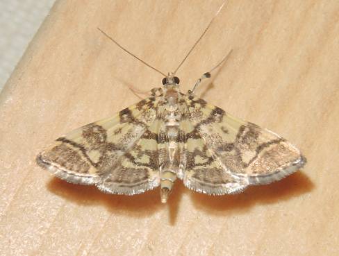 Checkered Apogeshna Moth in June 2021 by privatenoaccess · iNaturalist