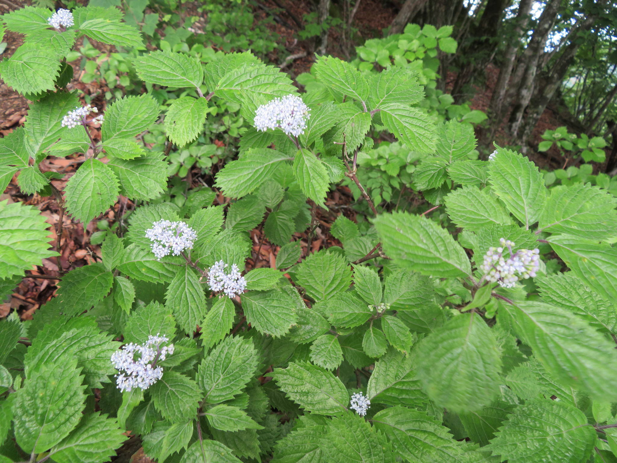 Hydrangea hirta (Thunb.) Siebold