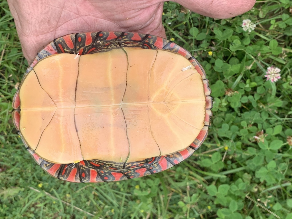 Midland Painted Turtle from Killbuck Lakes Park, Burbank, OH, US on ...