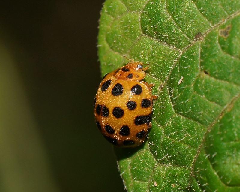 Hadda Beetle from Wangaratta VIC, Australia on February 2, 2018 at 05: ...