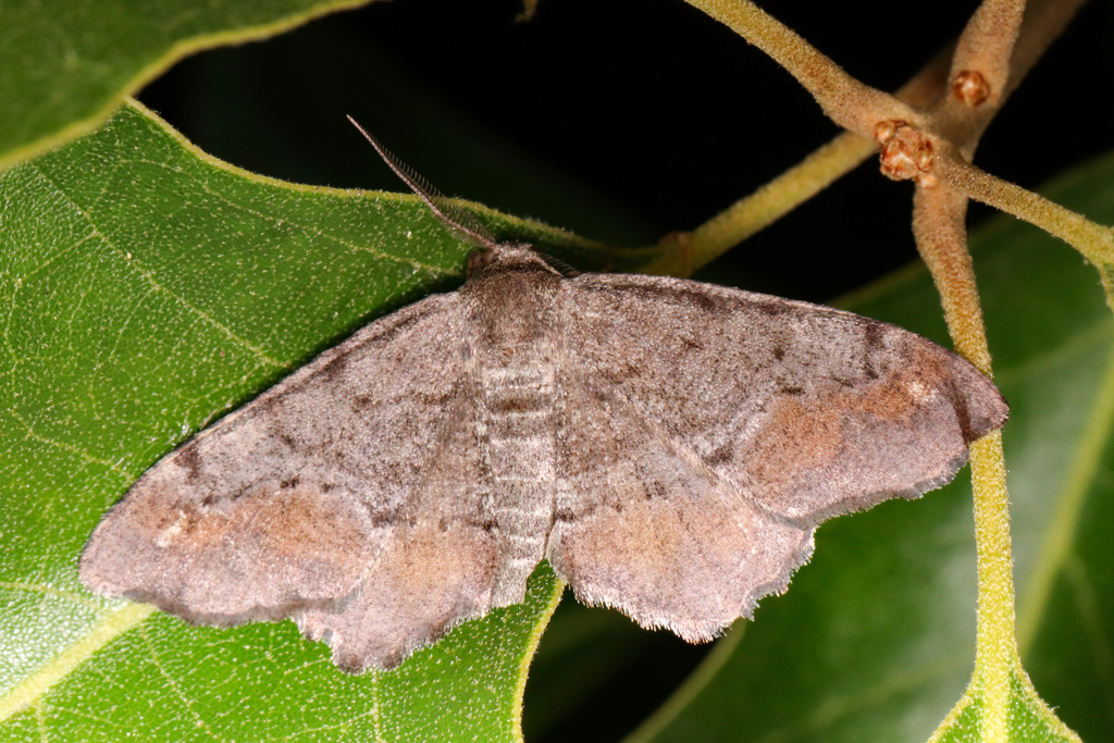 Esther Moth from Quogue Wildlife Refuge (Suffolk Co., NY) on June 13 ...