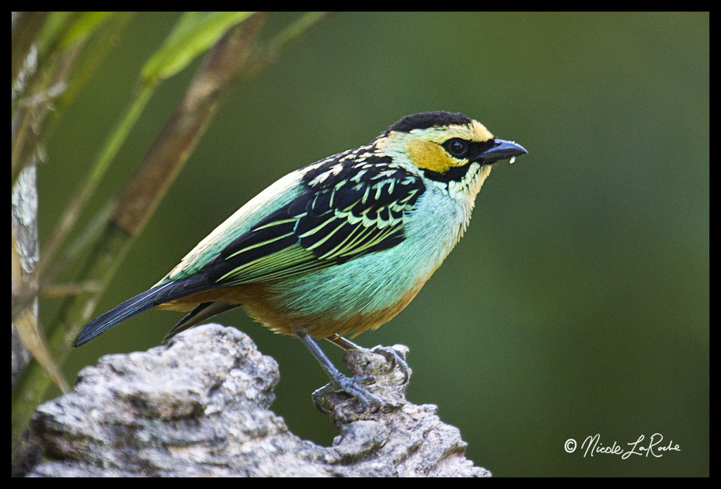Golden-eared Tanager (Tangara chrysotis) - Avian Discovery