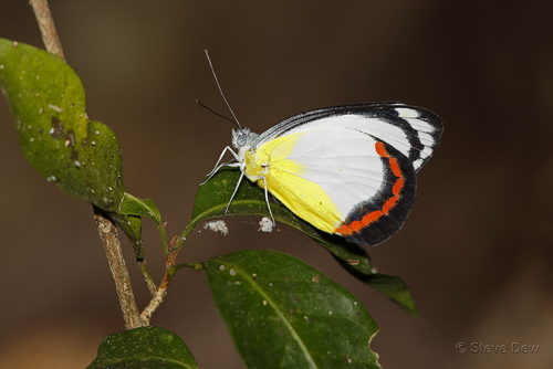 Delias aestiva · NaturaLista Colombia