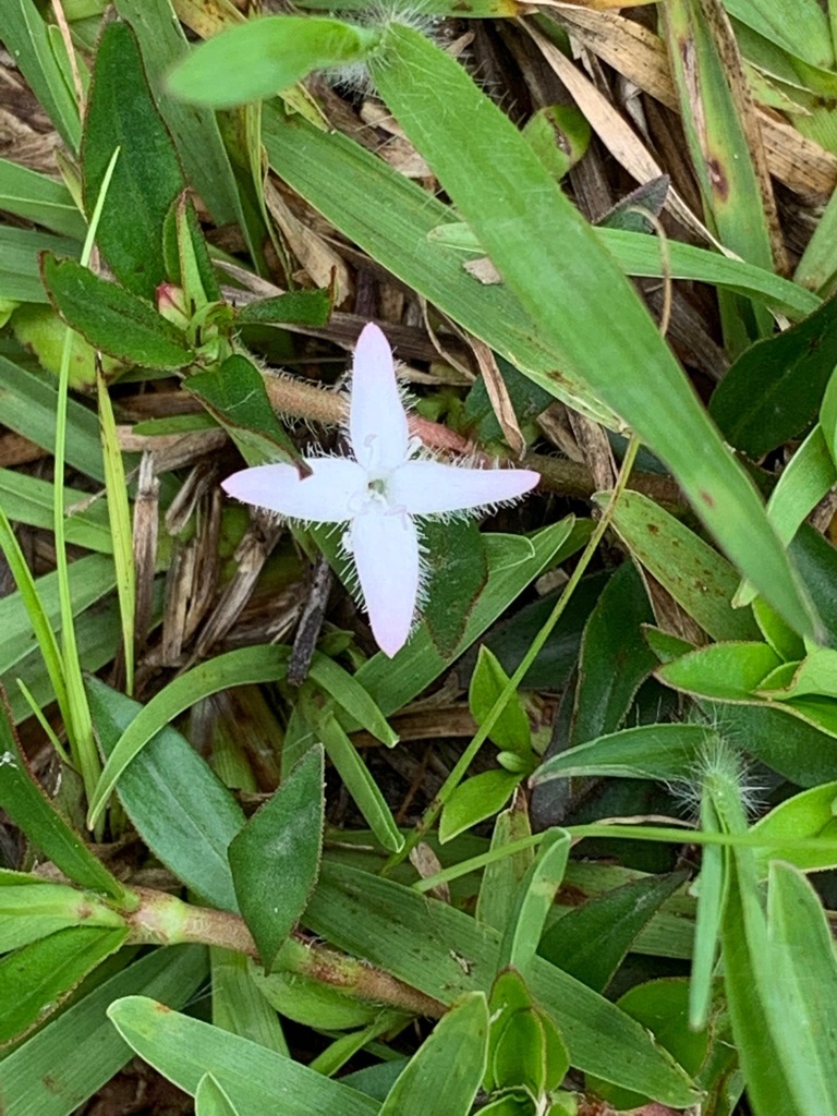 buttonweed from Pitt County, NC, USA on June 13, 2021 at 11:06 AM by ...