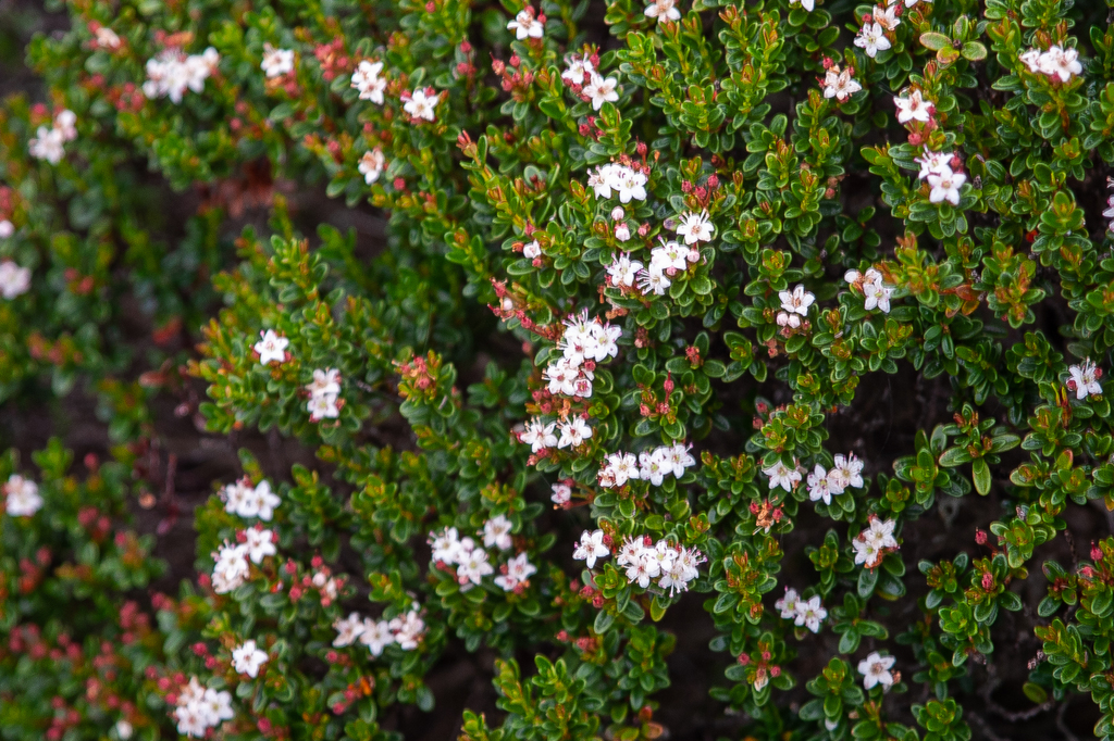 sand myrtle from Sevier County, TN, USA on June 25, 2002 at 07:32 PM by ...