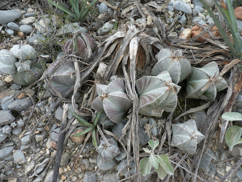 Bishop's-cap in July 2014 by Glenda N. Requena. Grupo de cactus ...