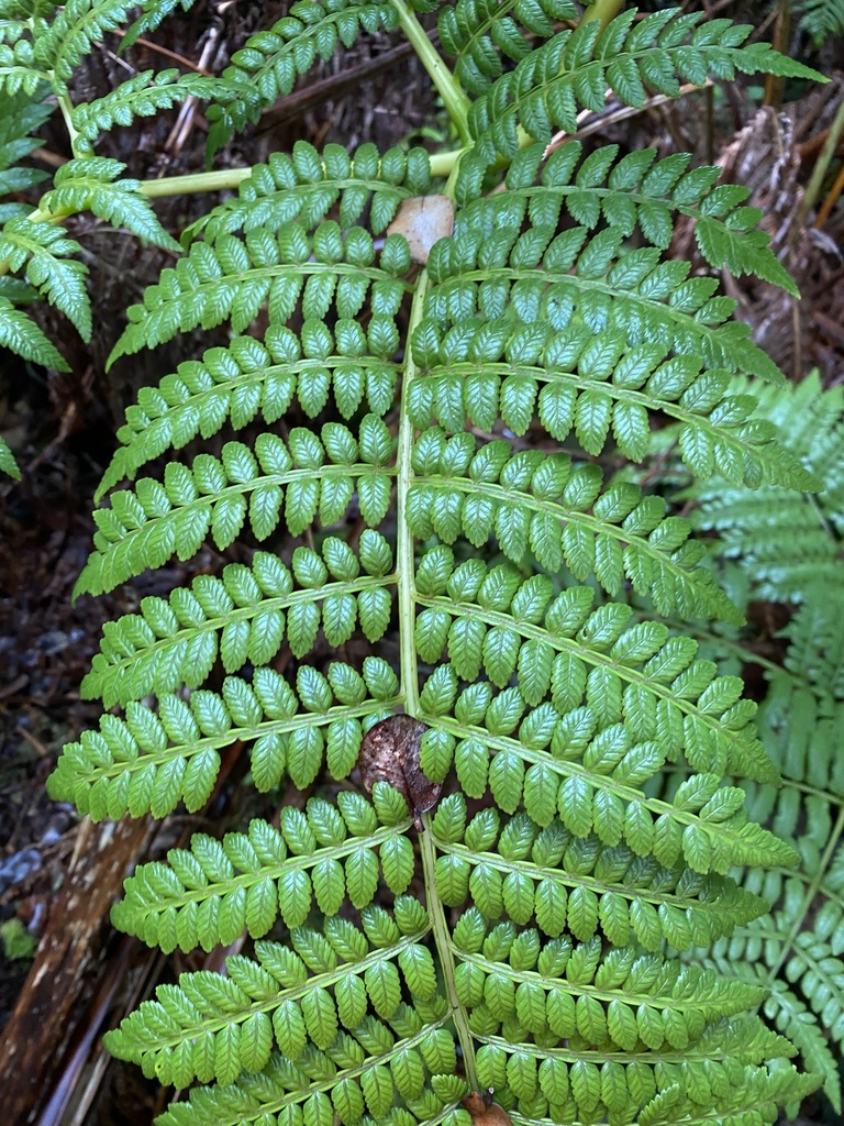 potato fern family (Marattiaceae) - Botanical Realm