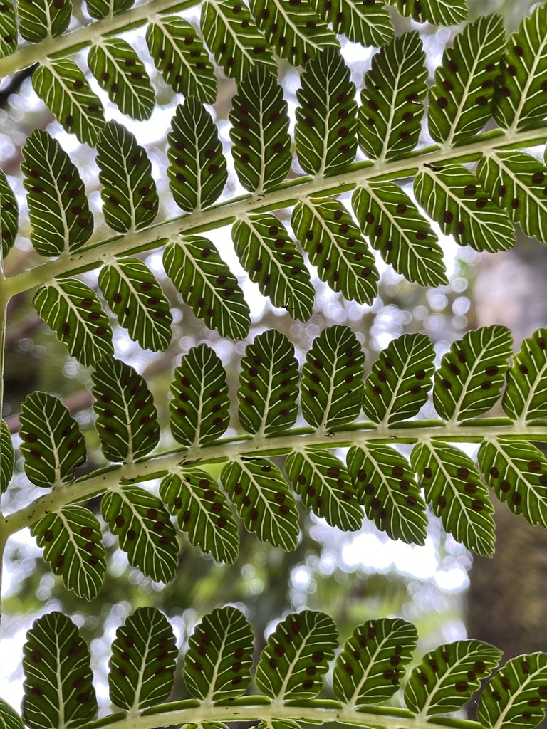 potato fern family (Marattiaceae) - Botanical Realm