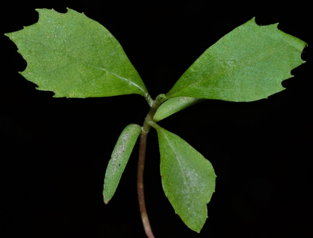 American sycamore (Platanus occidentalis) - Botanical Realm