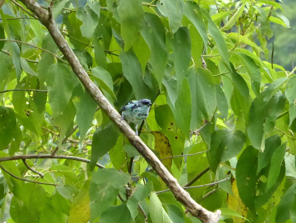 Azure-rumped Tanager in August 2017 by Thibaud Aronson · iNaturalist