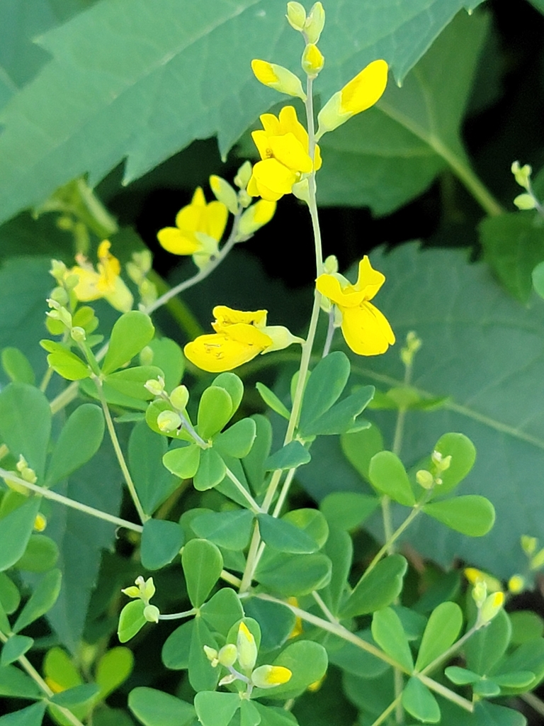 eastern wild indigo from Deale, MD 20751, USA on June 17, 2021 at 08:07 ...
