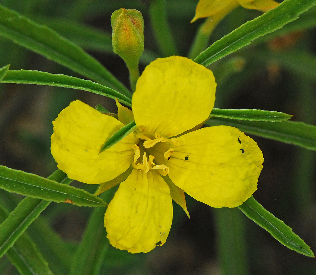 yellow sundrops (Jimmy Camp and Corral Bluffs Plants) · iNaturalist