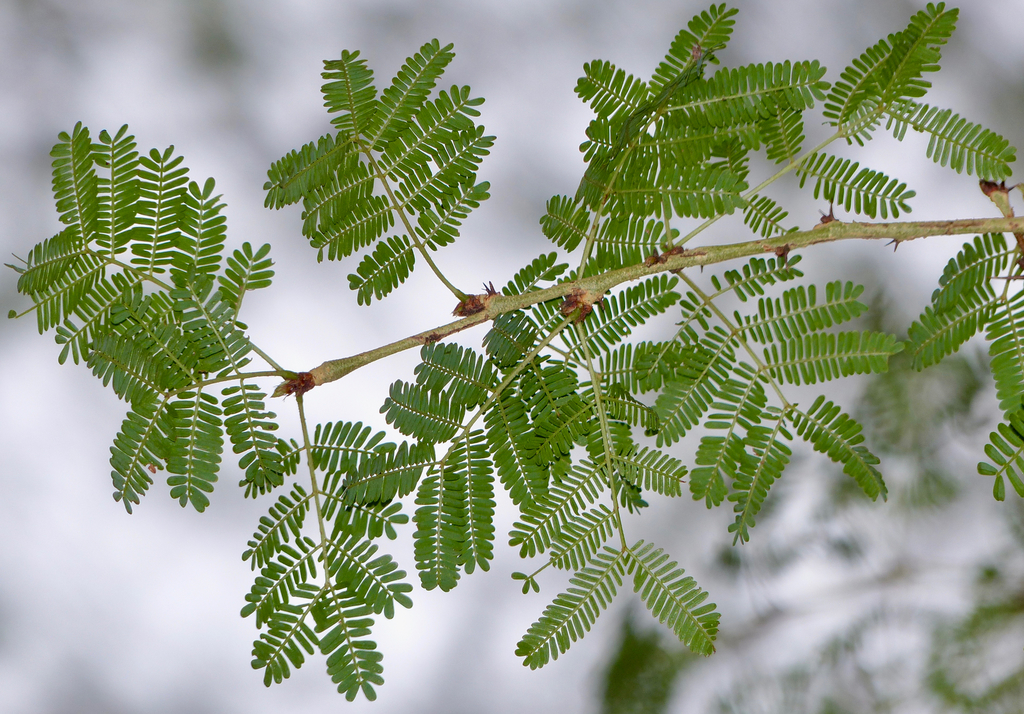 fever tree (Vachellia xanthophloea) - Botanical Realm