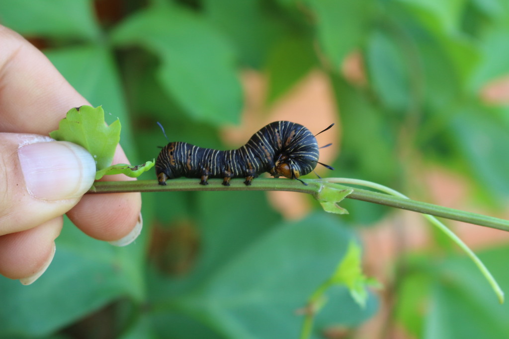 Wilson's Wood-nymph Moth from Brown, Texas, United States on June 13 ...