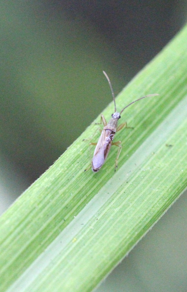 Paromius gracilis from Sha Kong Wai 沙江圍 on June 18, 2021 at 12:07 PM by ...