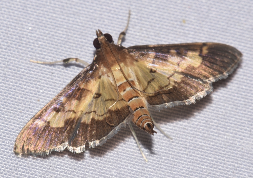 Crambid Snout Moths from Karimganj, Assam, India on March 23, 2021 at ...