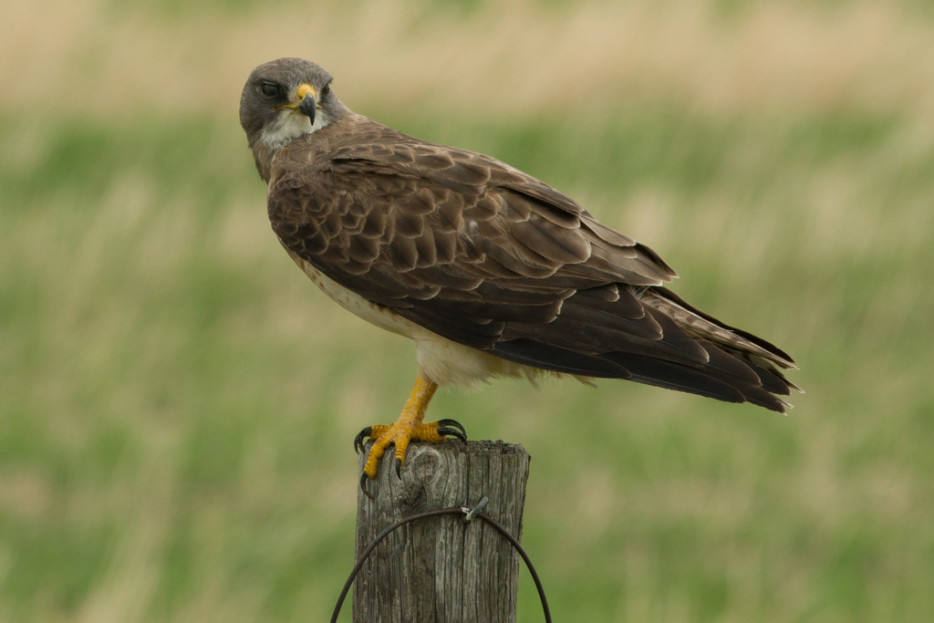 Swainson's Hawk from Division No. 4, SK S0N, Canada on June 10, 2021 at ...