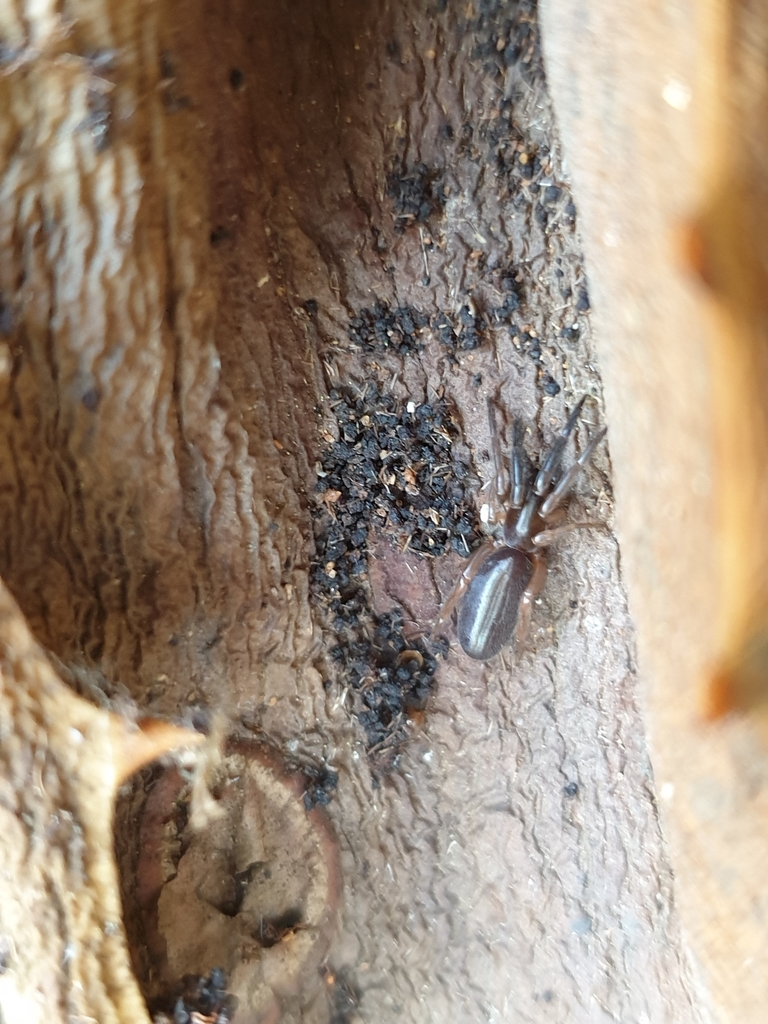 Typical Spiders from Peddie Street on June 18, 2021 at 10:28 AM by ...
