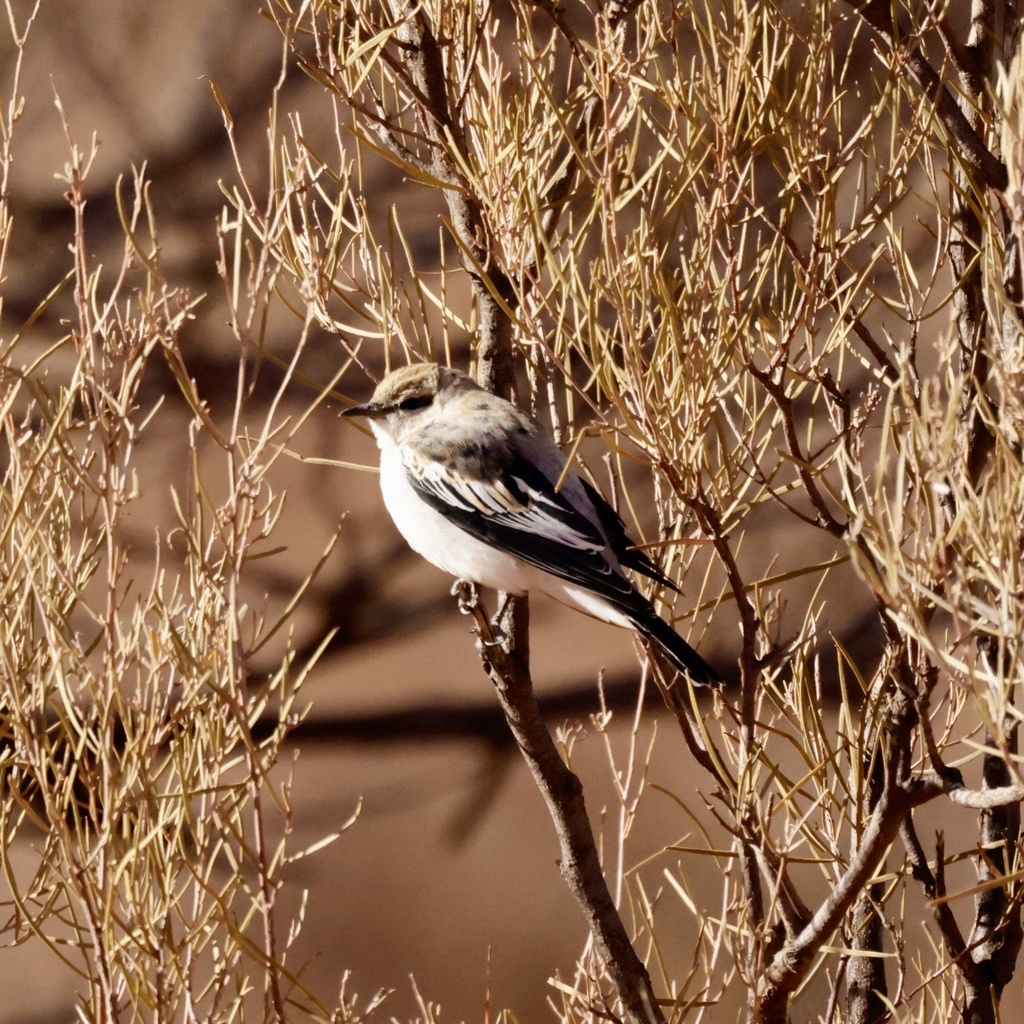 Australasian Robins from Kumarina, WA, AU on June 19, 2021 at 09:13 AM ...