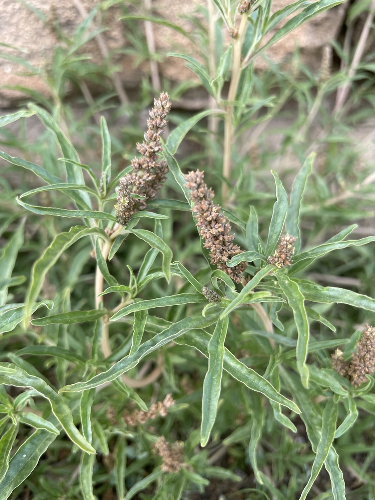 African amaranth (Amaranthus muricatus) - Botanical Realm