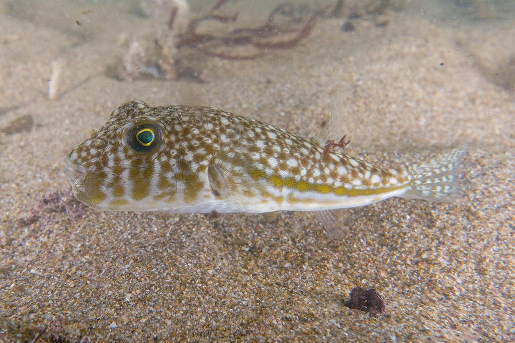 Highfin Toadfish from Northland, New Zealand on June 19, 2021 at 12:42 ...