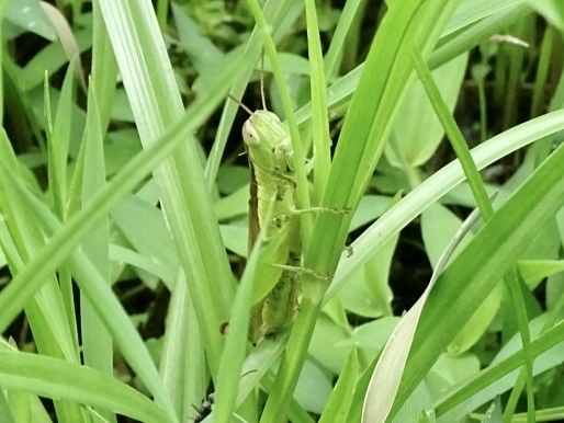 Oxya chinensis (Thunberg, 1815)