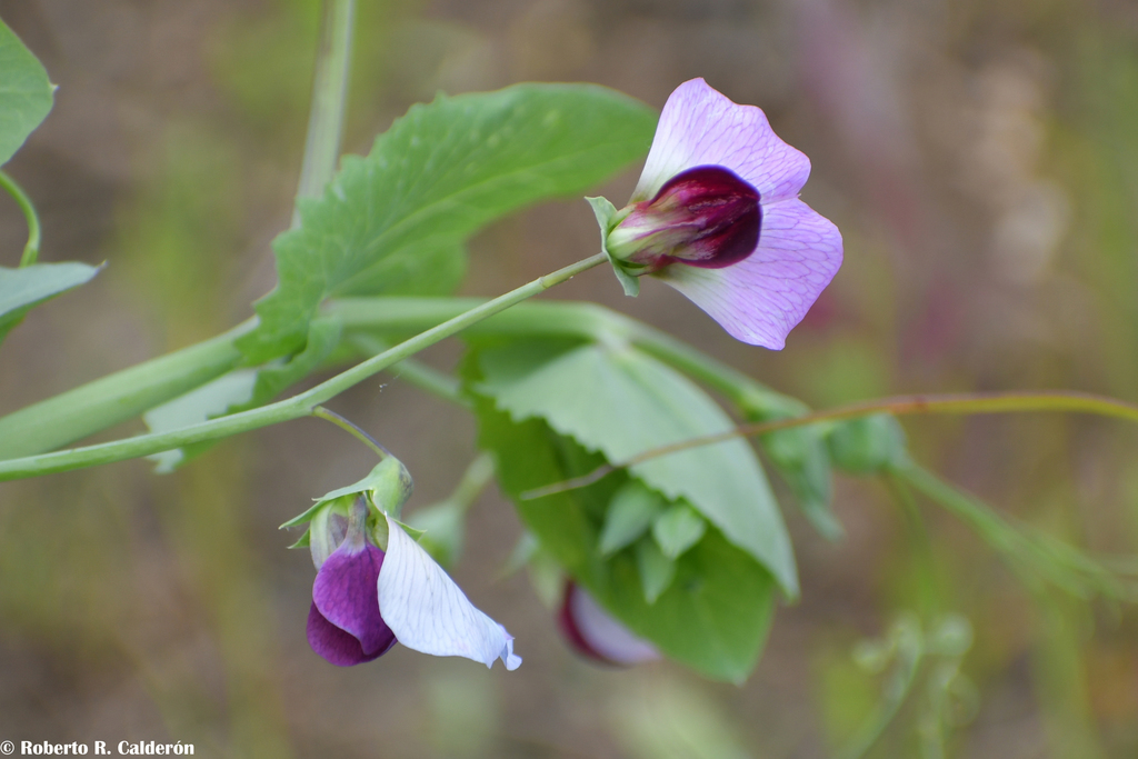 Wild Pea from 2512 S. Stemmons Freeway, Lewisville, Denton County ...