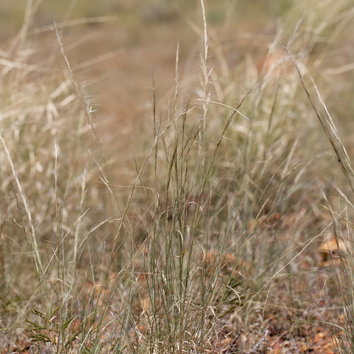 Feathertop Wiregrass (Aristida latifolia) · iNaturalist United Kingdom