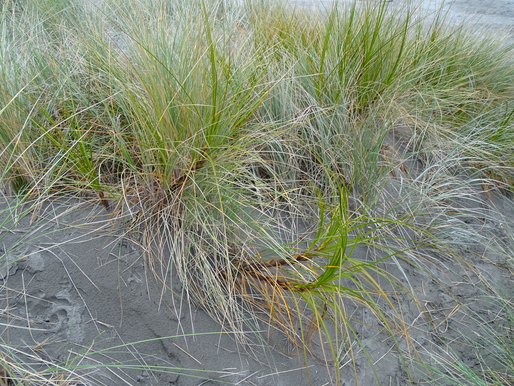 Pingao from Kapiti Coast District, Wellington, New Zealand on June 19 ...