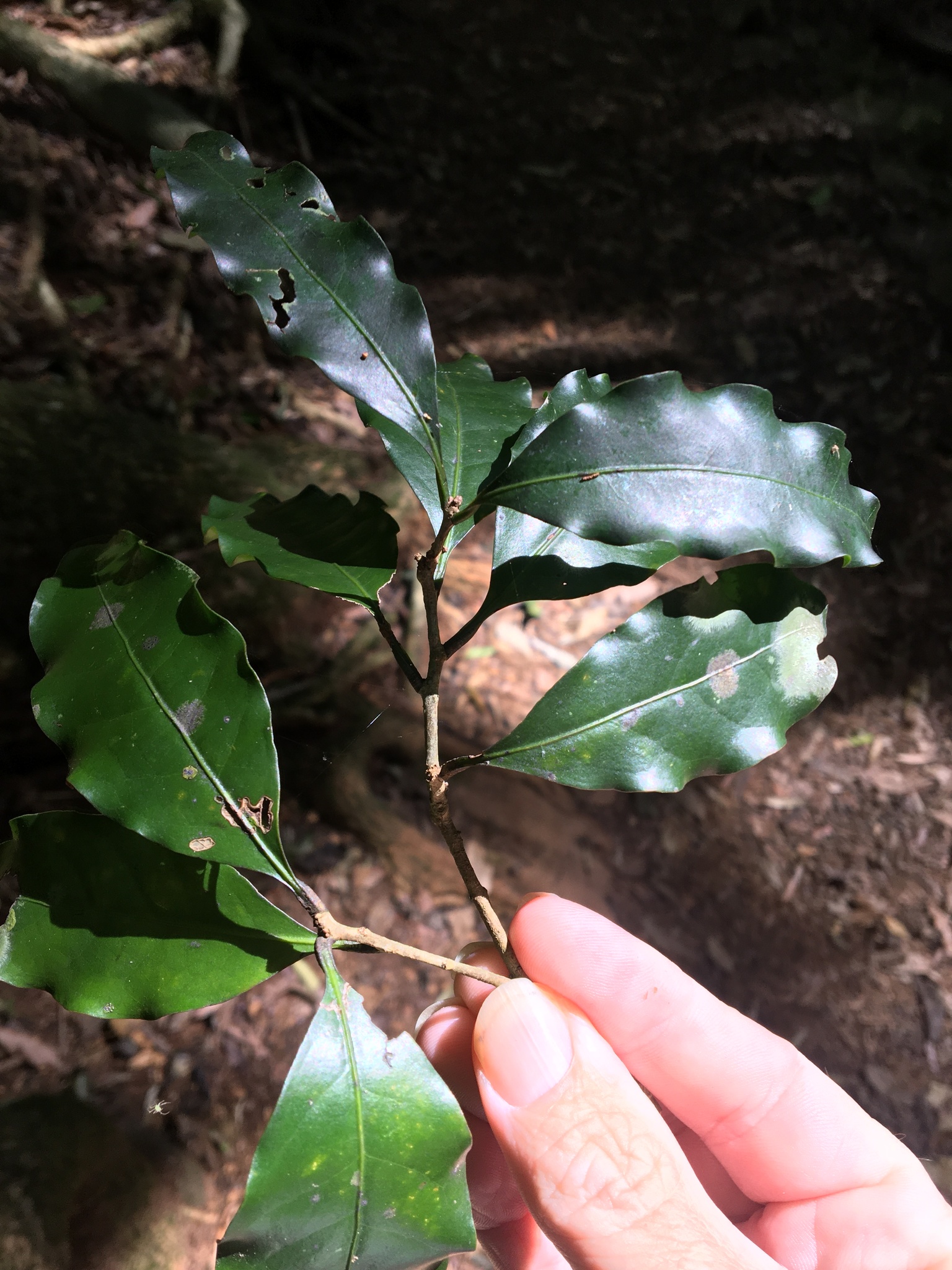 Cryptocarya bidwillii Meisn.
