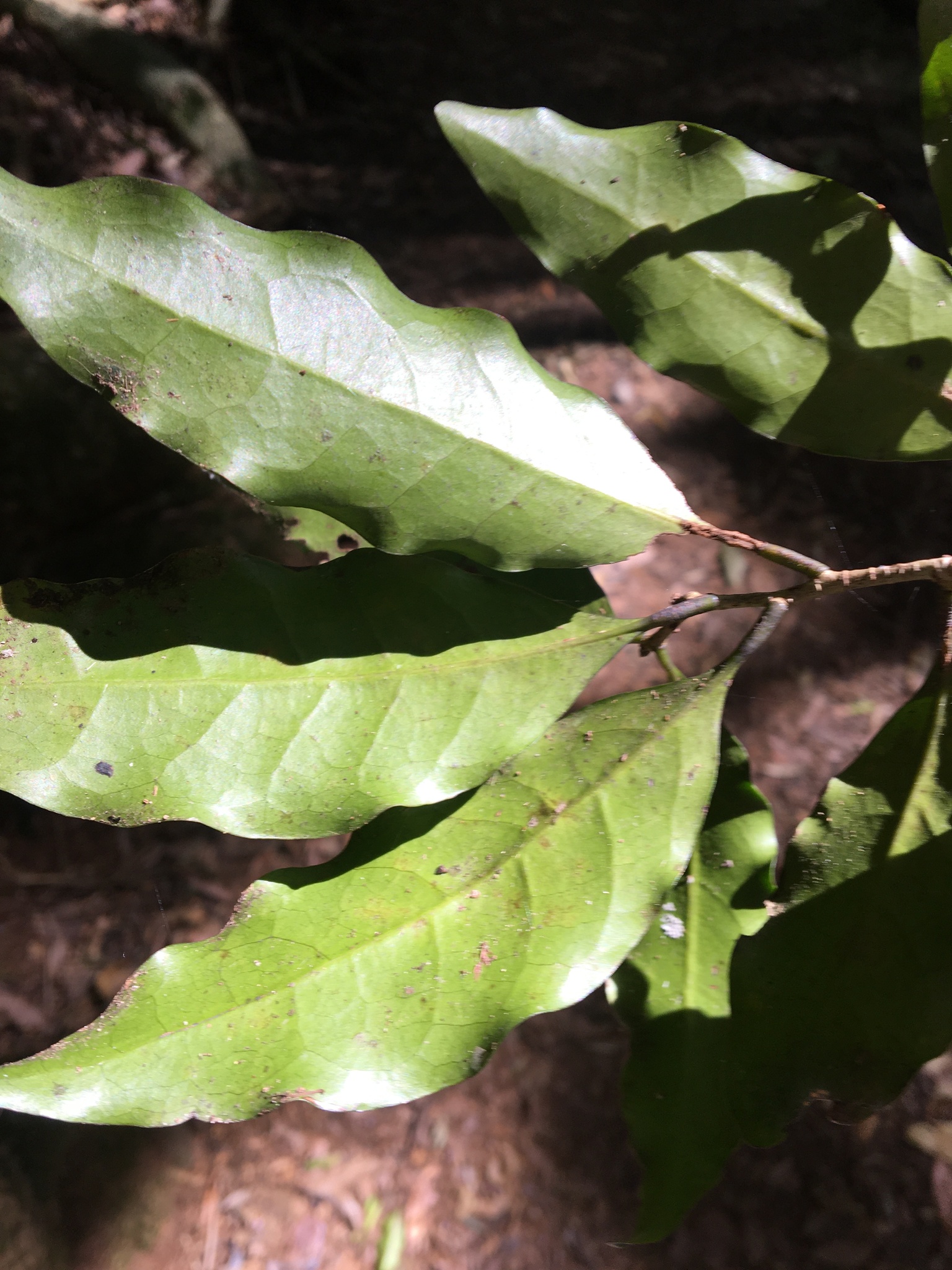 Cryptocarya bidwillii Meisn.