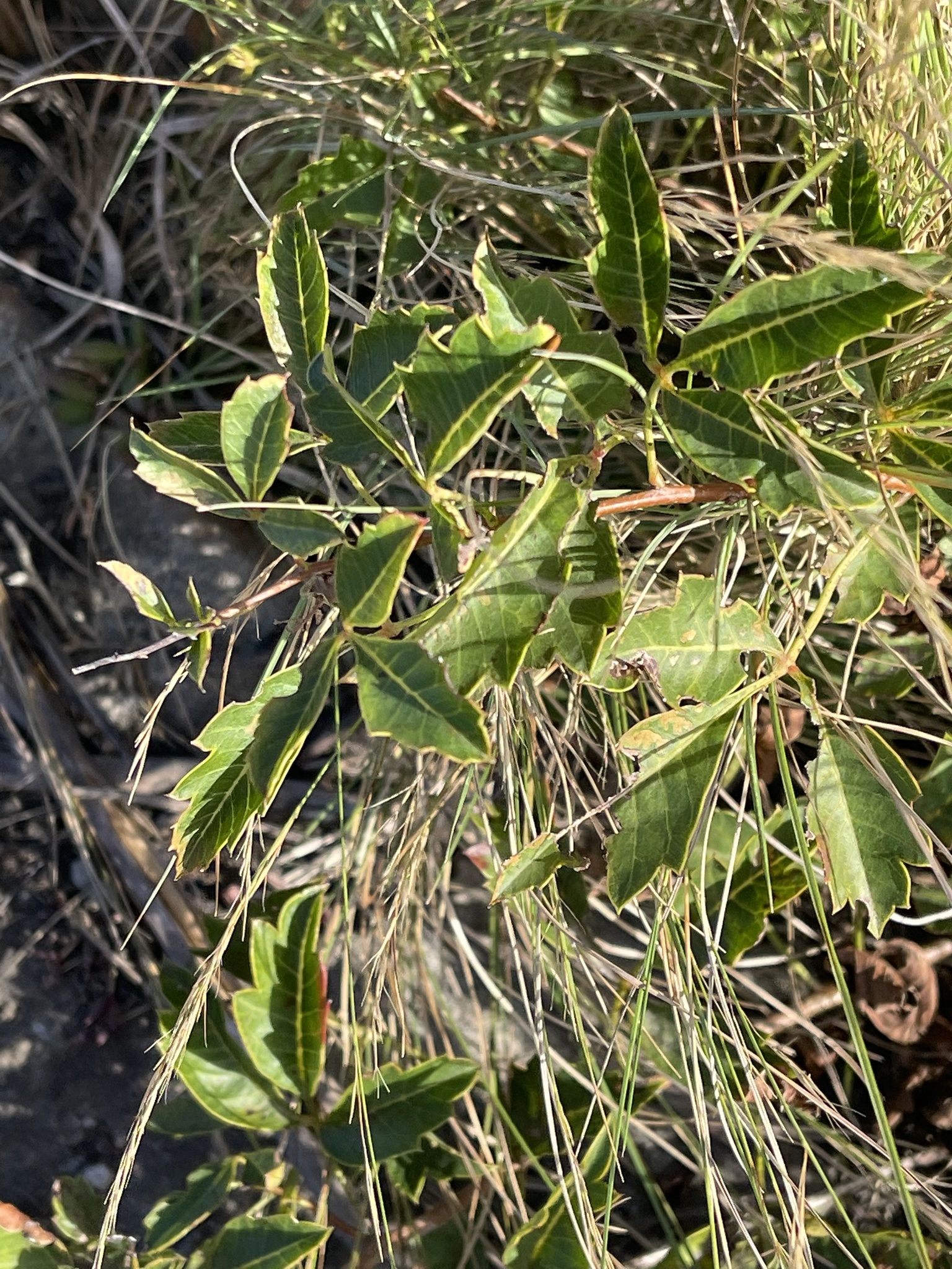 Searsia carnosula (Schönland) Moffett