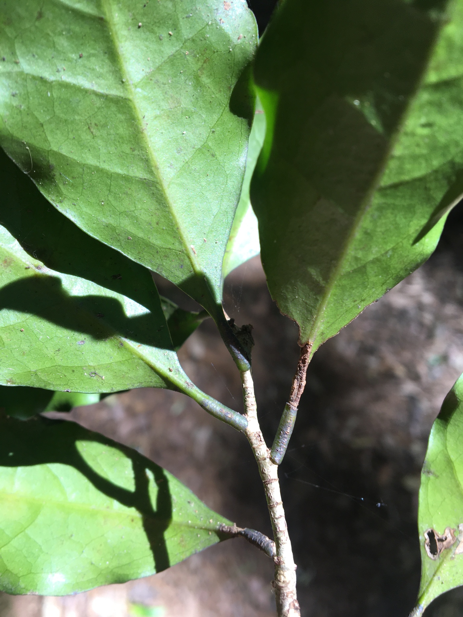Cryptocarya bidwillii Meisn.