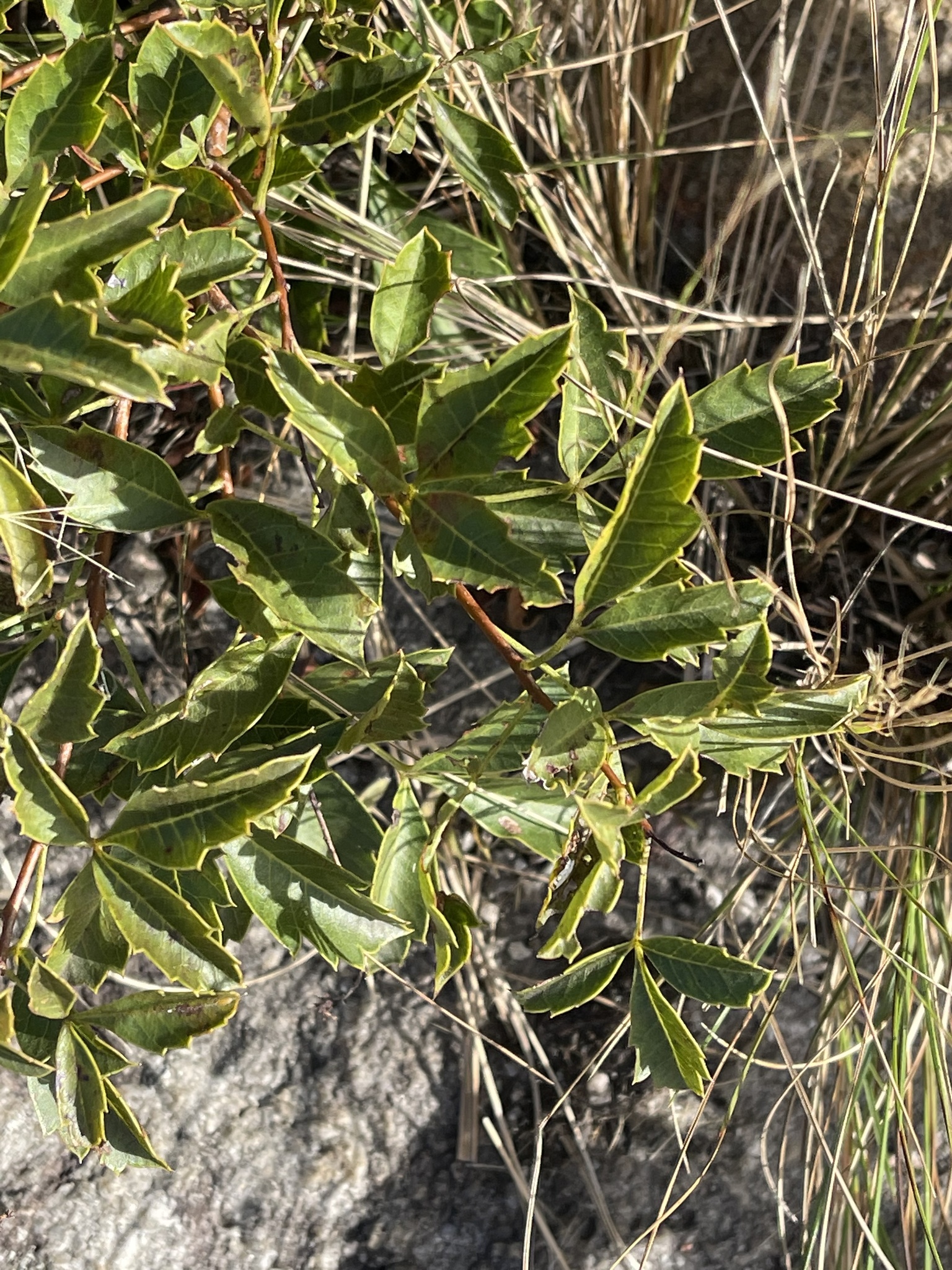 Searsia carnosula (Schönland) Moffett